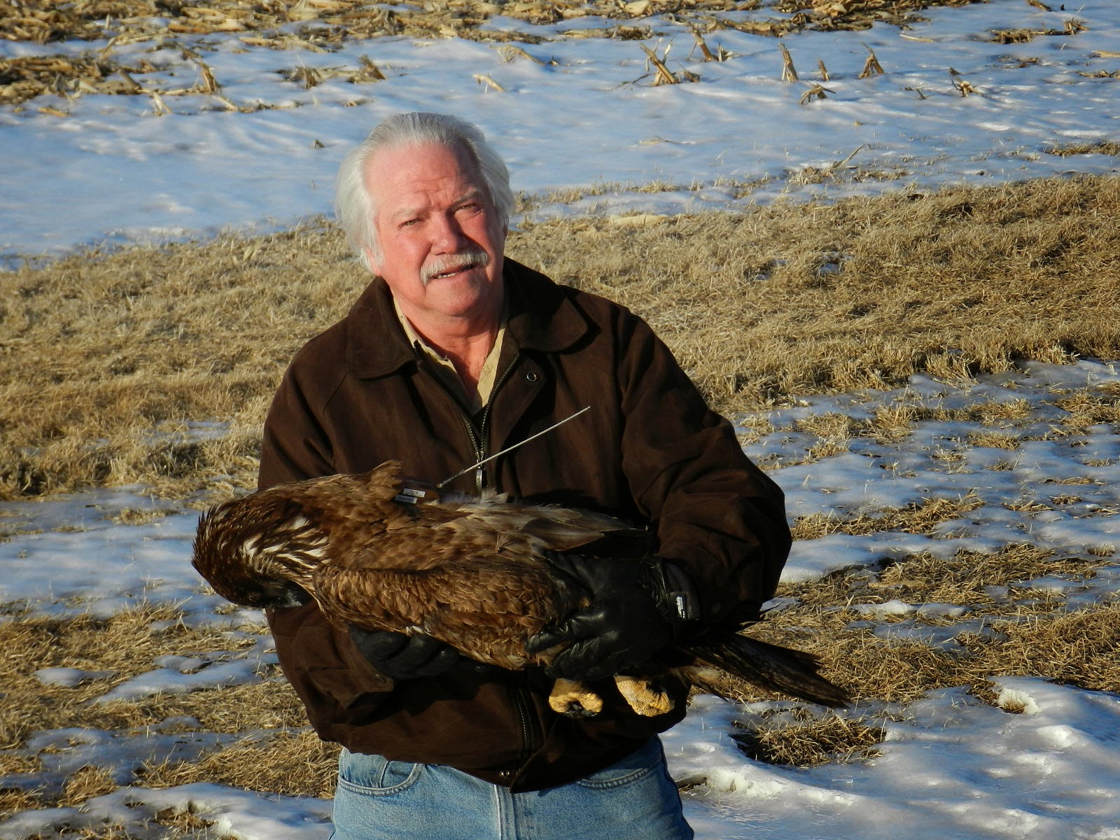 Raptor Resource Project Blog: Decorah Eaglet Four Electrocuted