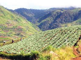"WOW" Bansalan: This green town named Bansalan