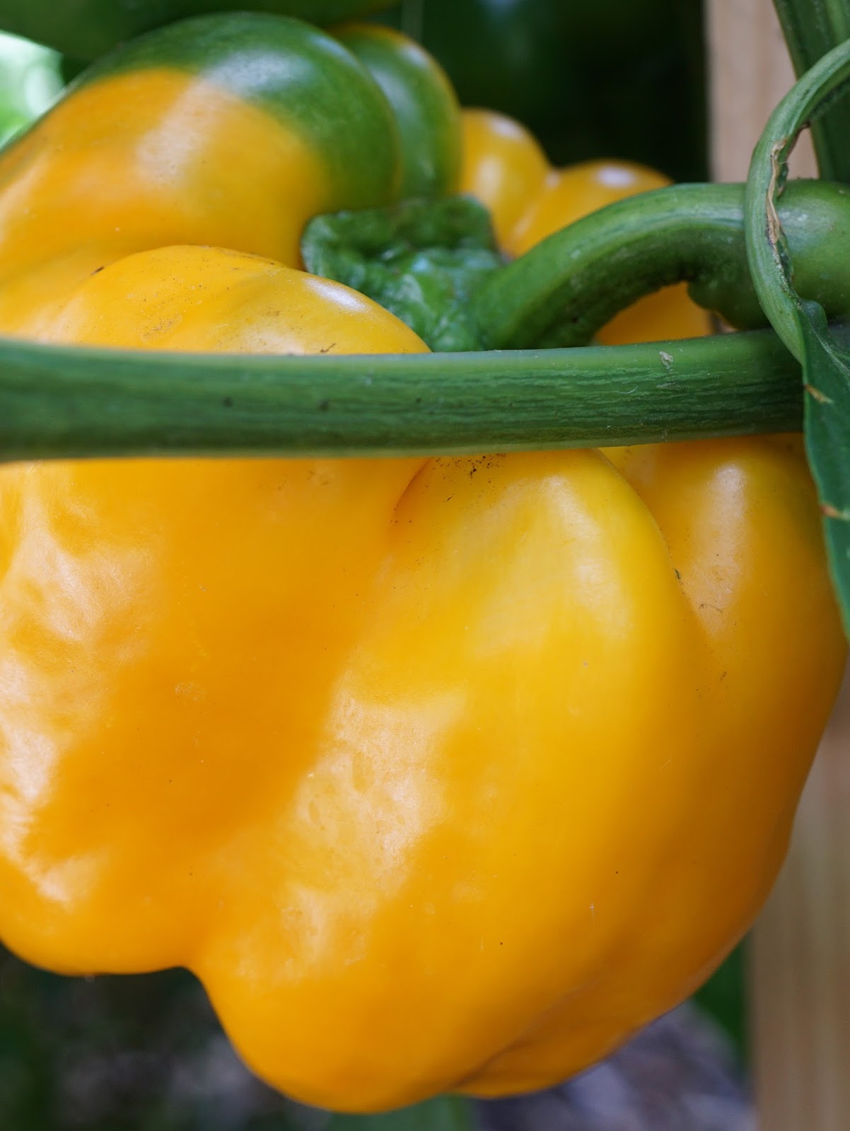 Andie's Way: A Tasty Rainbow of Bell Peppers