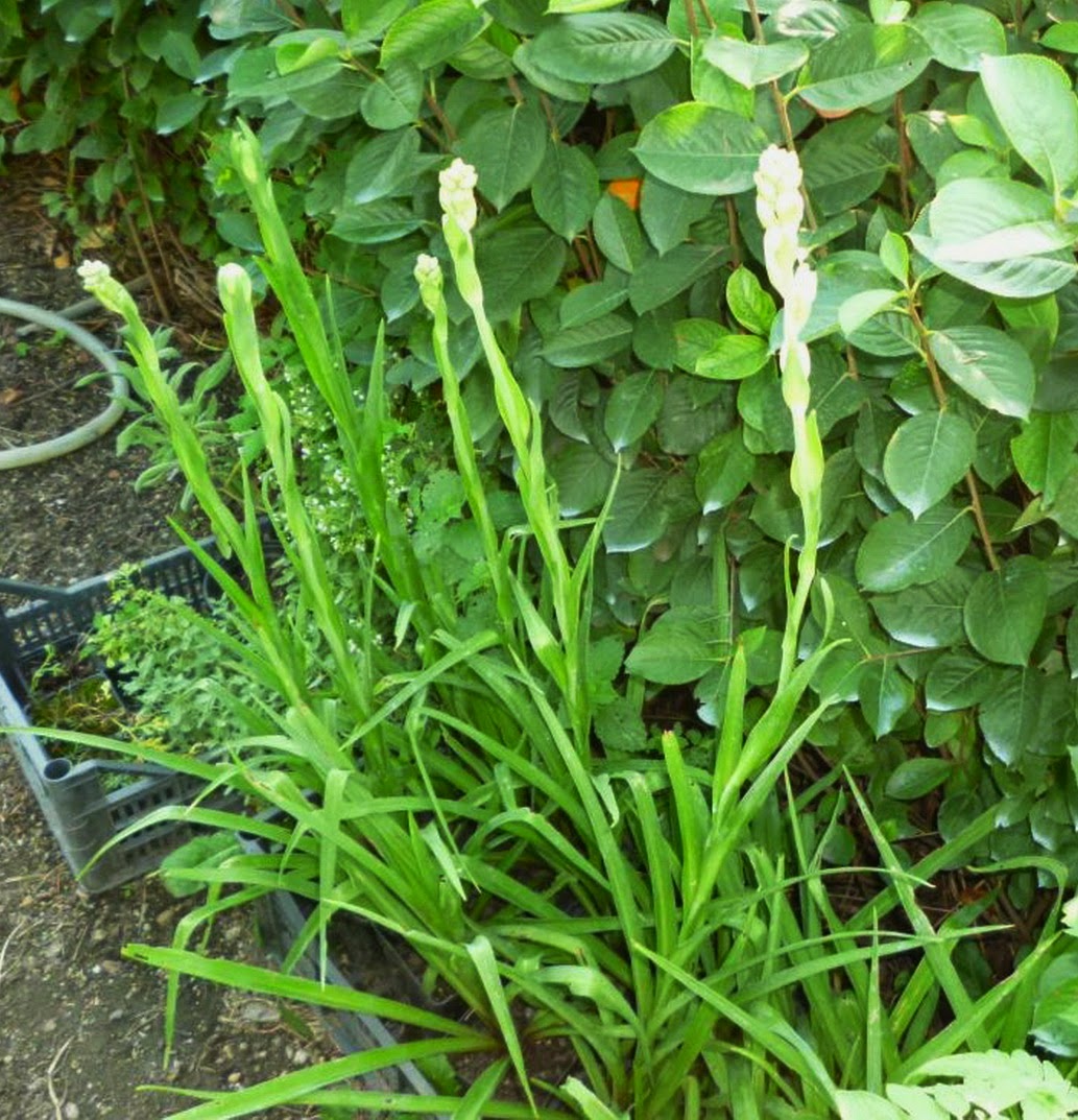Seminte si plante de gradina hobby: Tuberoze-Polianthes tuberosa