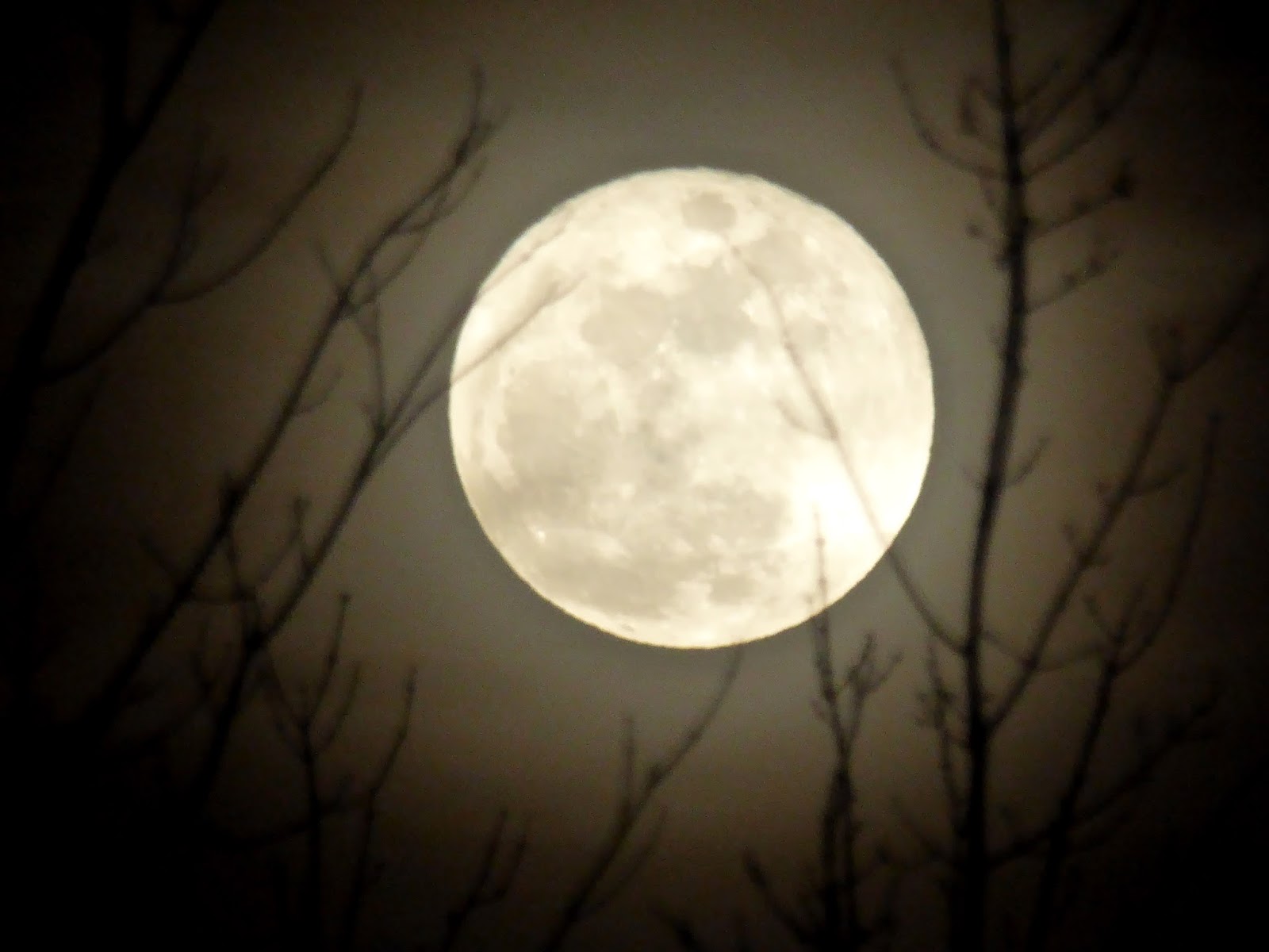 The Enchanted Tree: Wolf Moon Rising. First full moon of 2017.