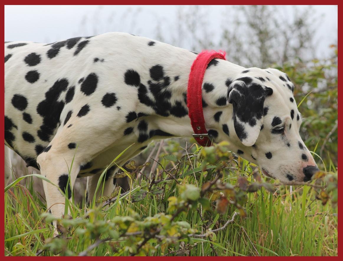 Dalmatian dogs pictures with black doted on white body