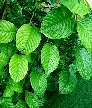 Rare Ayurvedic Plants