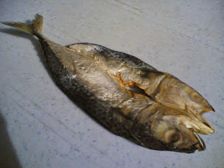 Gambar Ikan Keting | Dunia Binatang