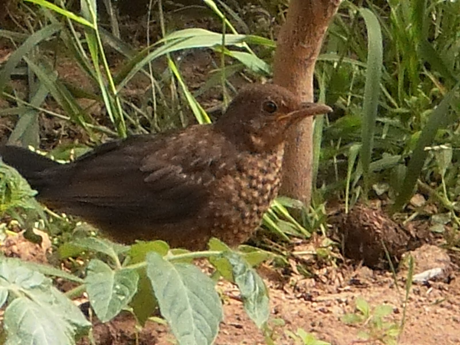 Alejandro Ros Mateos: Merla