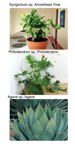 Interiorscaping Compendium: INDOOR PLANT IDENTIFICATION