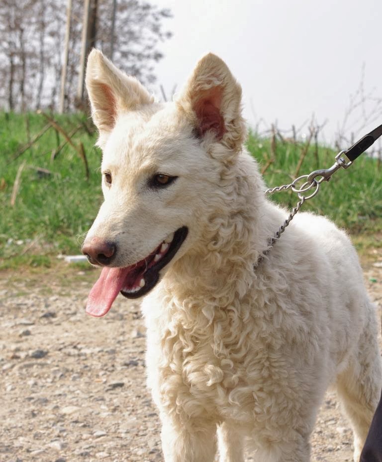 HRVATSKI OVČAR - CANIS PASTORALIS CROATICUS