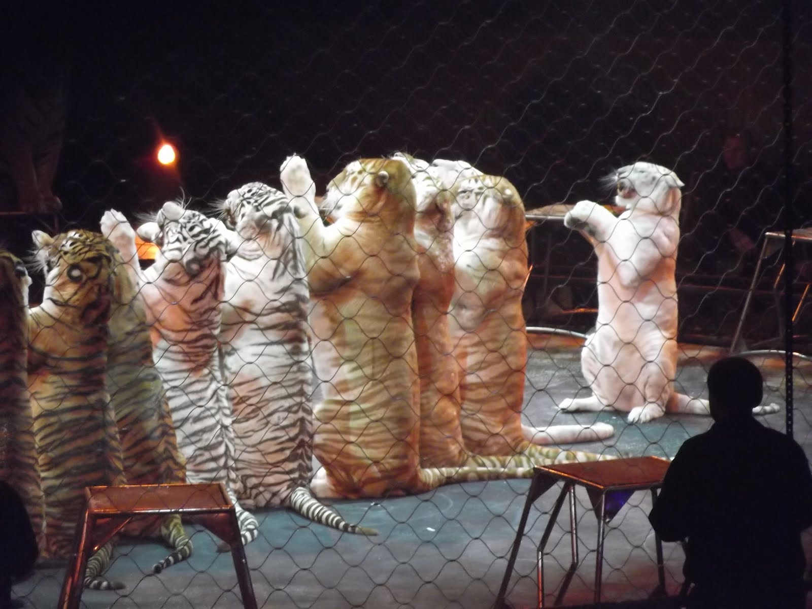 Zoos, Circuses, Safaris: A Gallery of Captivity