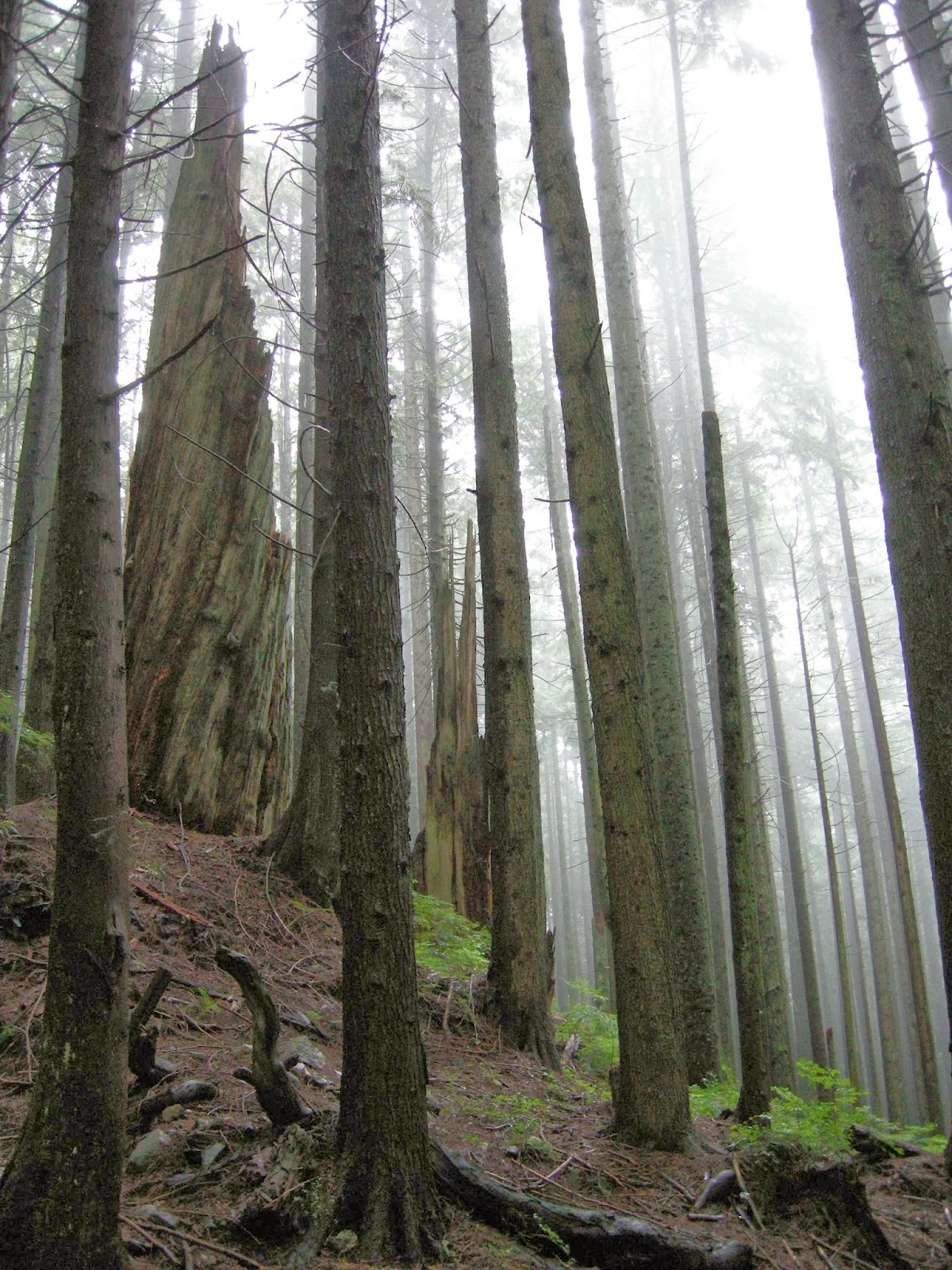 Blog Borg Collective: 900 years to Grow old; 800 years to Go for North ...