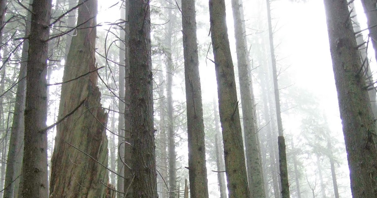 Blog Borg Collective: 900 years to Grow old; 800 years to Go for North ...