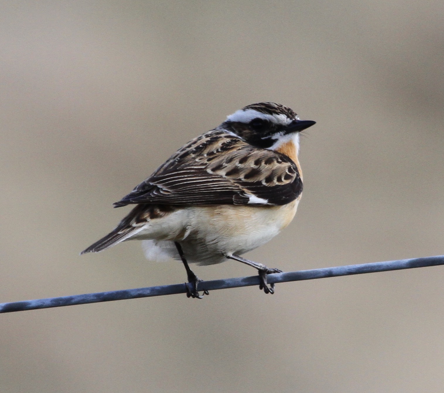 Ceredigion Birds: Whinchat