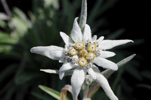 Mengenal Bunga Edelweiss Lebih Jauh | BELANTARA INDONESIA