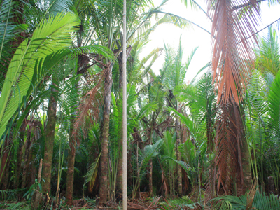 Papeda: Makanan Khas Papua