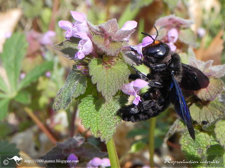 WILDLIFE GATEWAY: Xylocope violacé