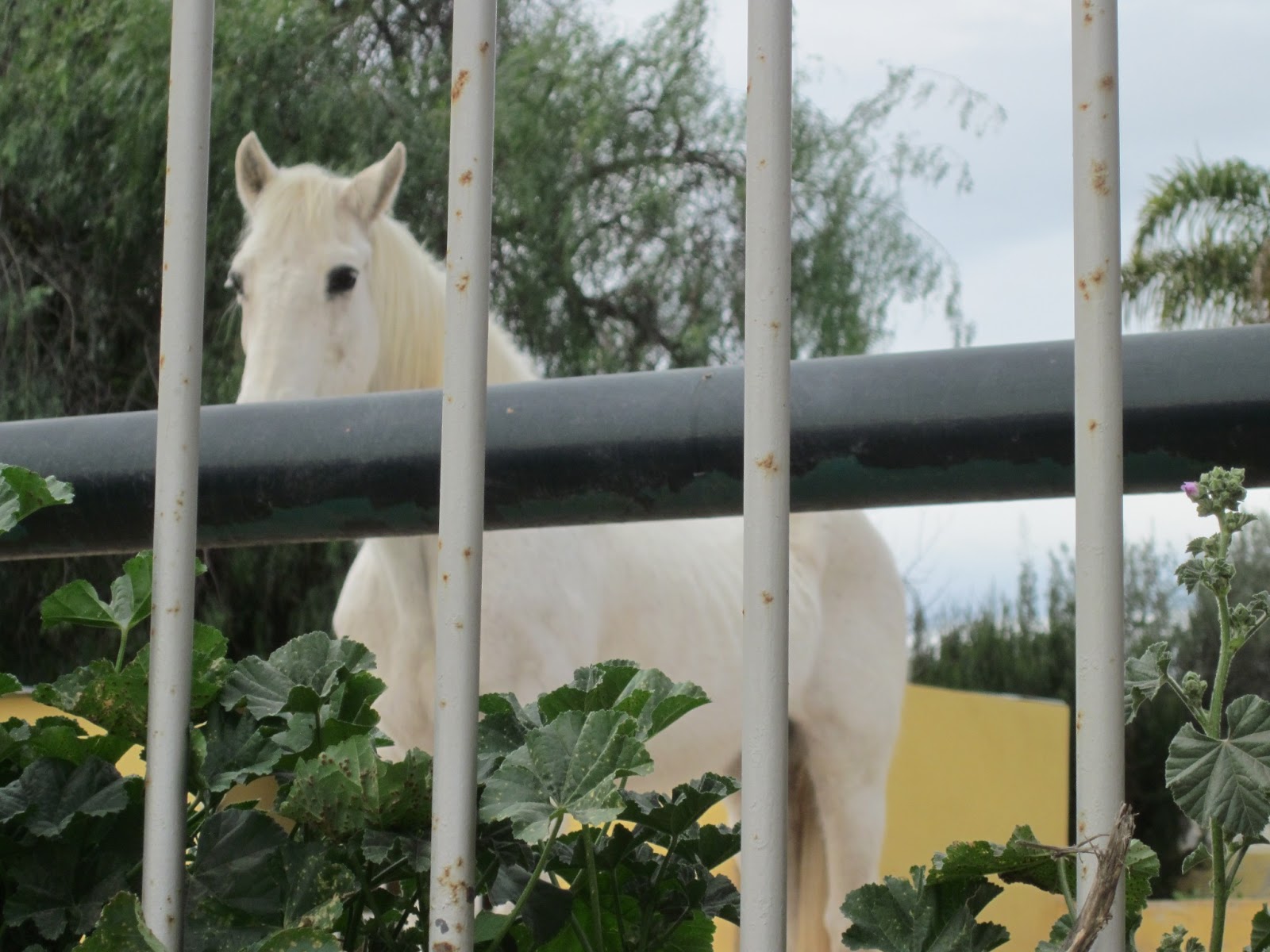 Viciclisme / Viciclismo: de febrer 2013