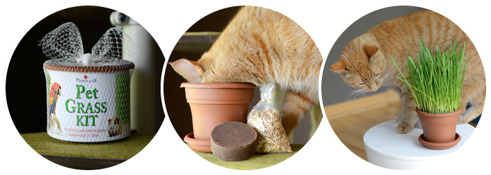 GLOGIRLY: Grow Your Own Kitty Grass Giveaway For You & Your Favorite ...
