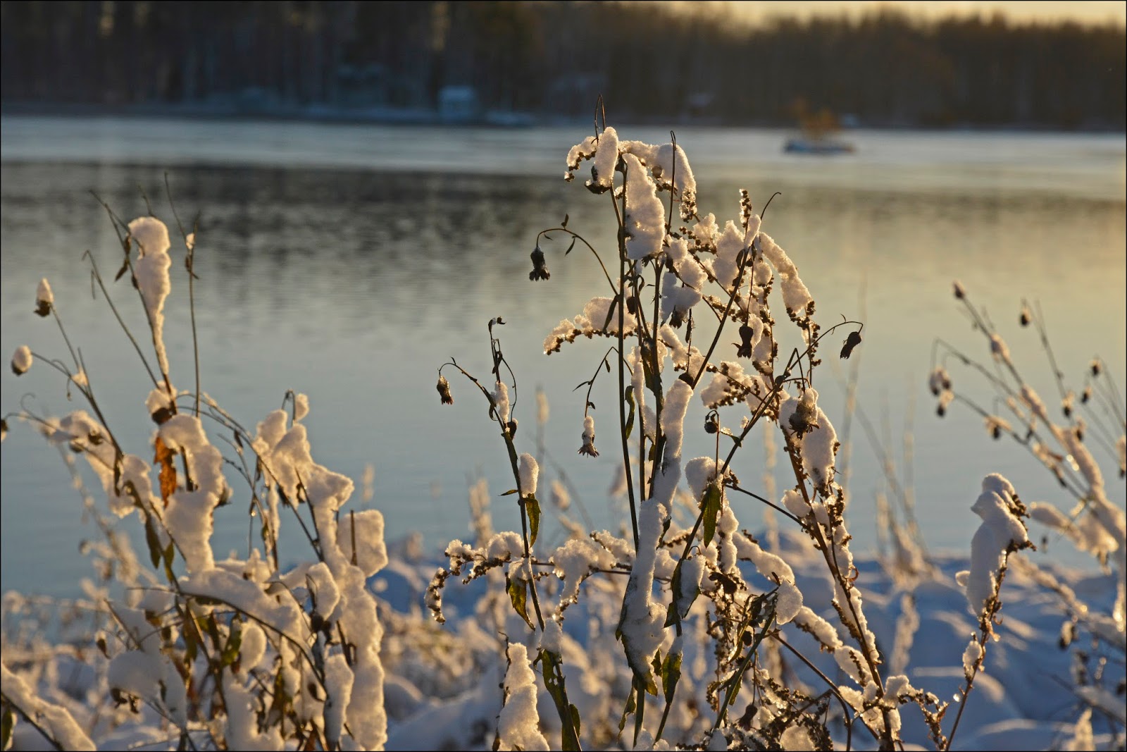 Pihakuiskaajan matkassa: Talvikuvia ennen kuin lumet sulavat