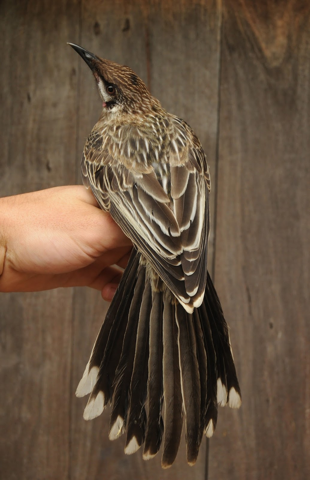 Herdsman Lake Bird Banding Group: Magpie-lark makes a rare appearance
