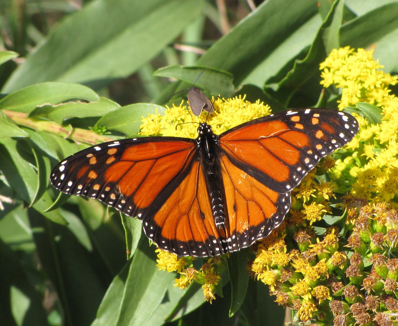 Bug Eric: Stop Saying the Monarch is a "Gateway Species" for an ...