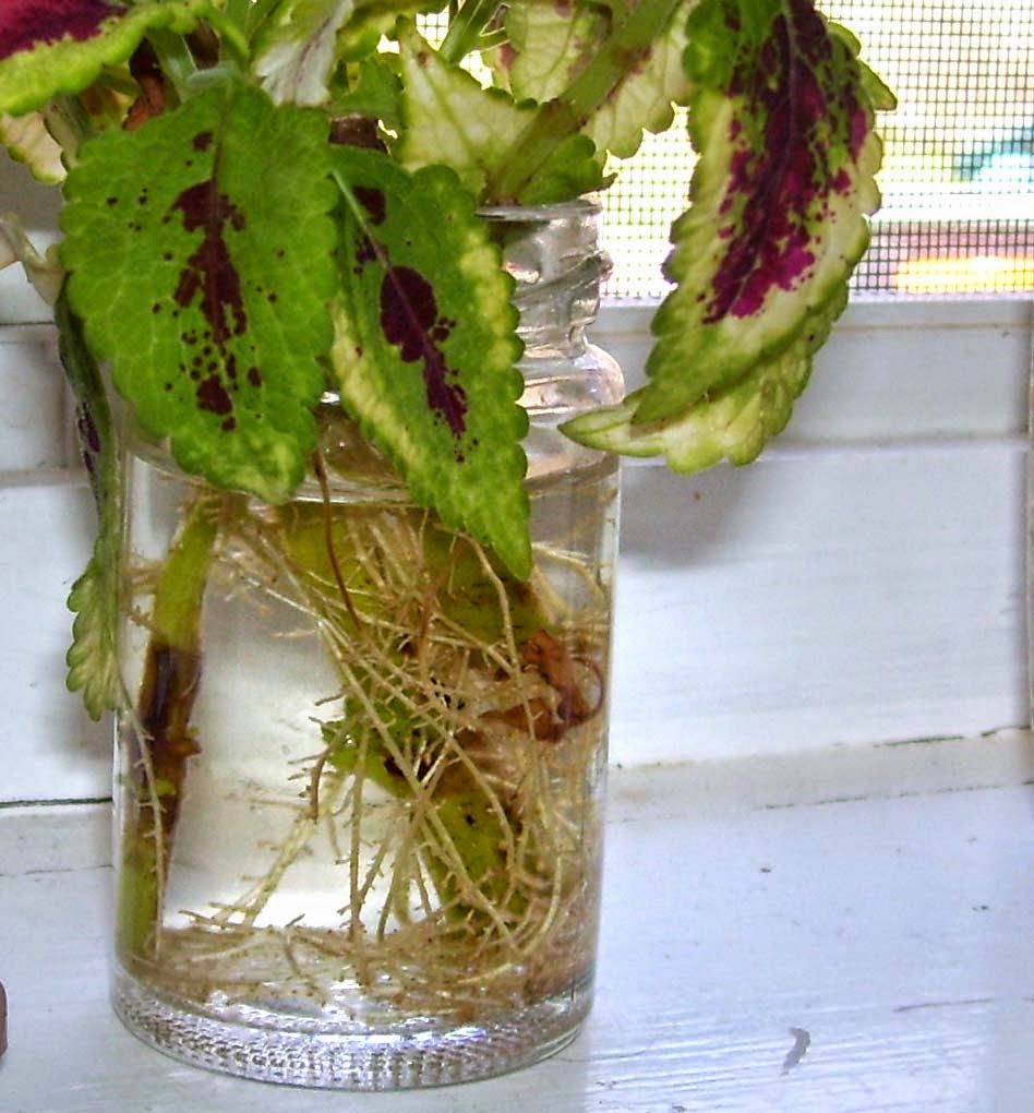 Katie's Farm: How to Root Geraniums & Coleus