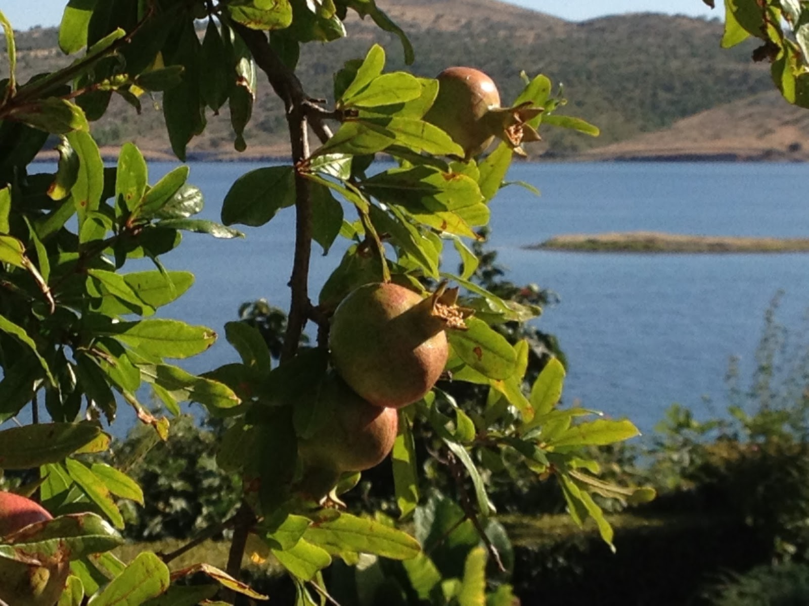 Barbara DuBois Hageman, Artist