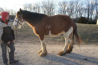 The Ethics of Equine Rescue: The Roach Backed Clyde - A Win for the ...