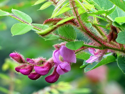Seminte si plante de gradina hobby: Salcam roz-Robinia hispida