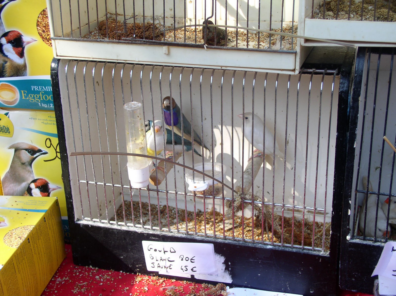 From Paris with Love: The Paris Bird Market