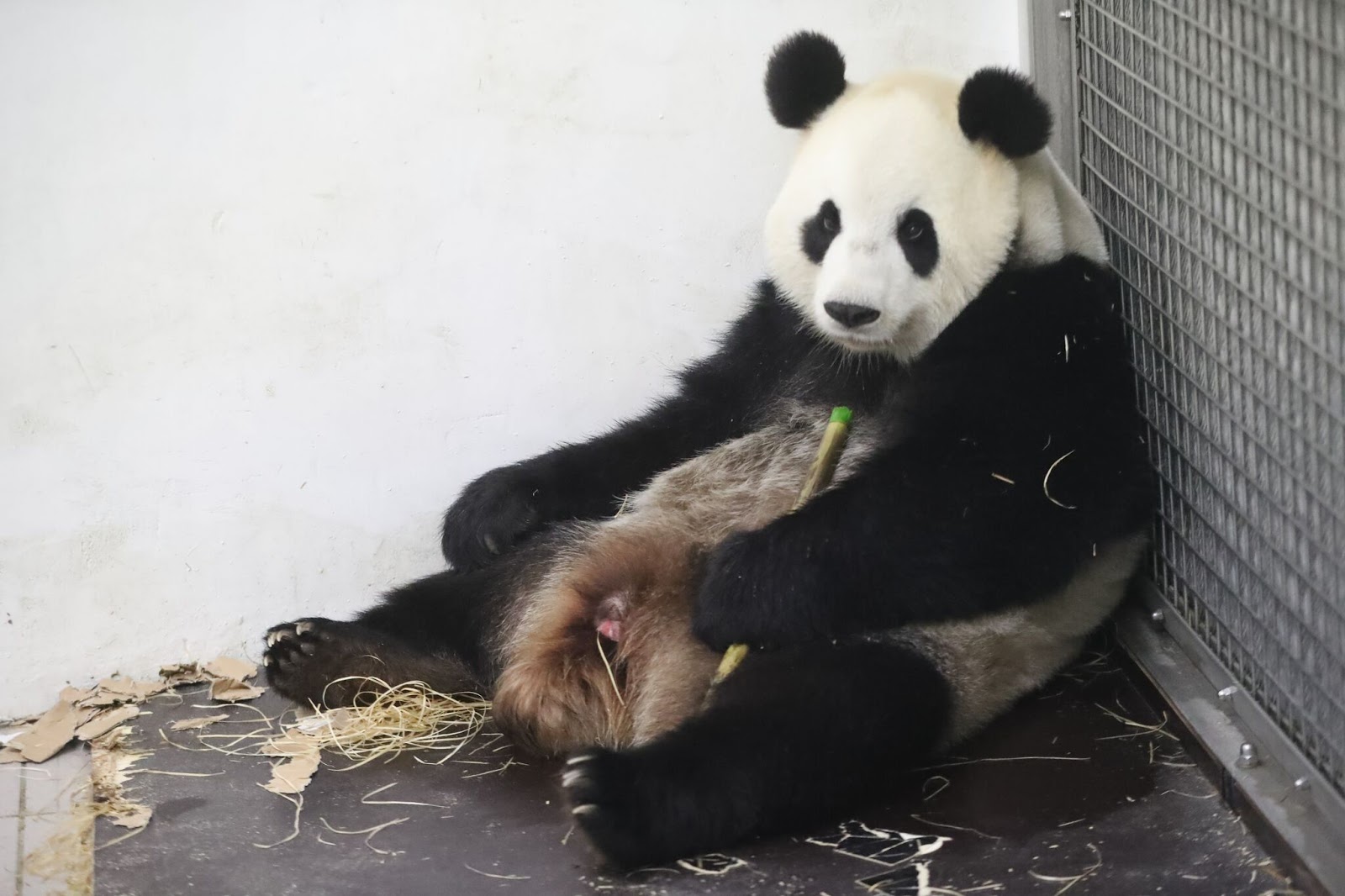 ParcPlaza.net: Naissance d’un bébé panda géant à Pairi Daiza