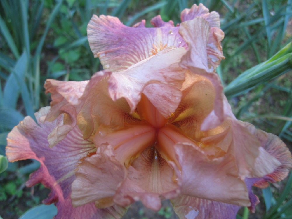 Walter Klingler & Stephen Boydstun : Thursday May 4, 2017 "Rip City ...