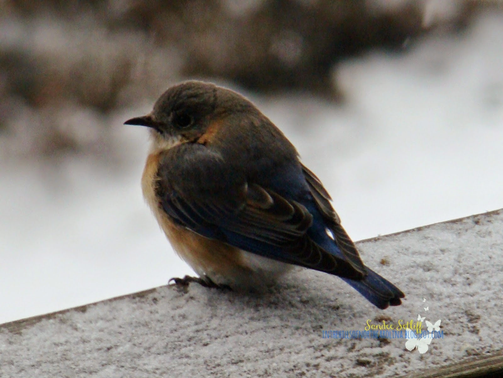 in the hills of North Carolina: Eastern Bluebird