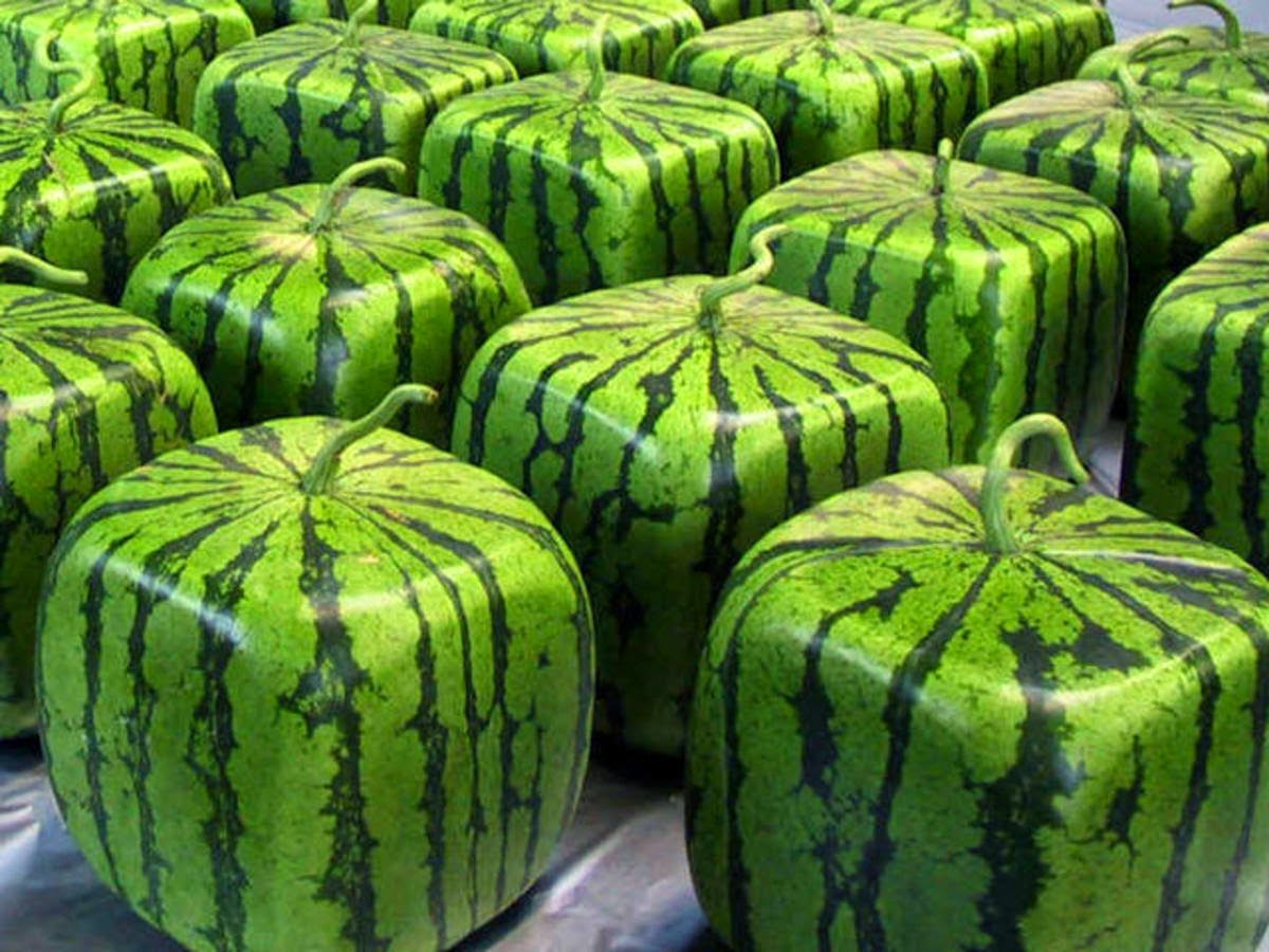 The Glass Character: Cubic fruit: the square watermelon
