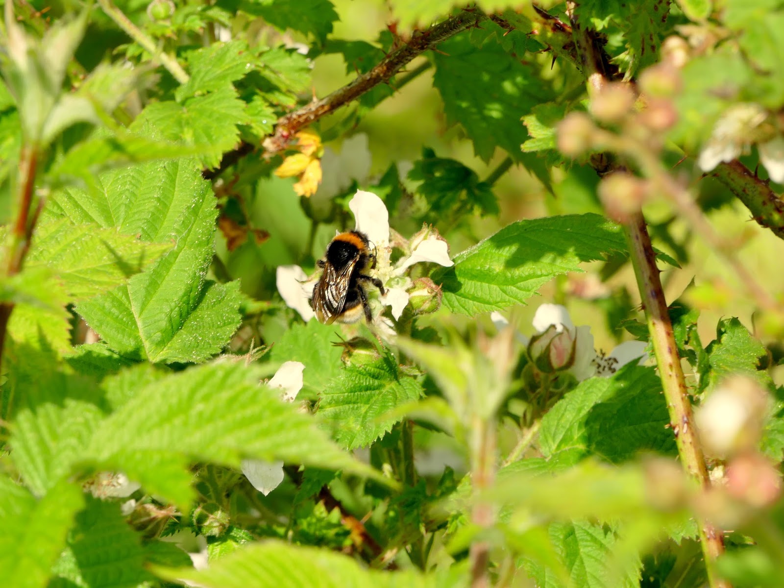 Peter Lovett's ramblings : Southern cuckoo bee, Bombus vestalis in ...