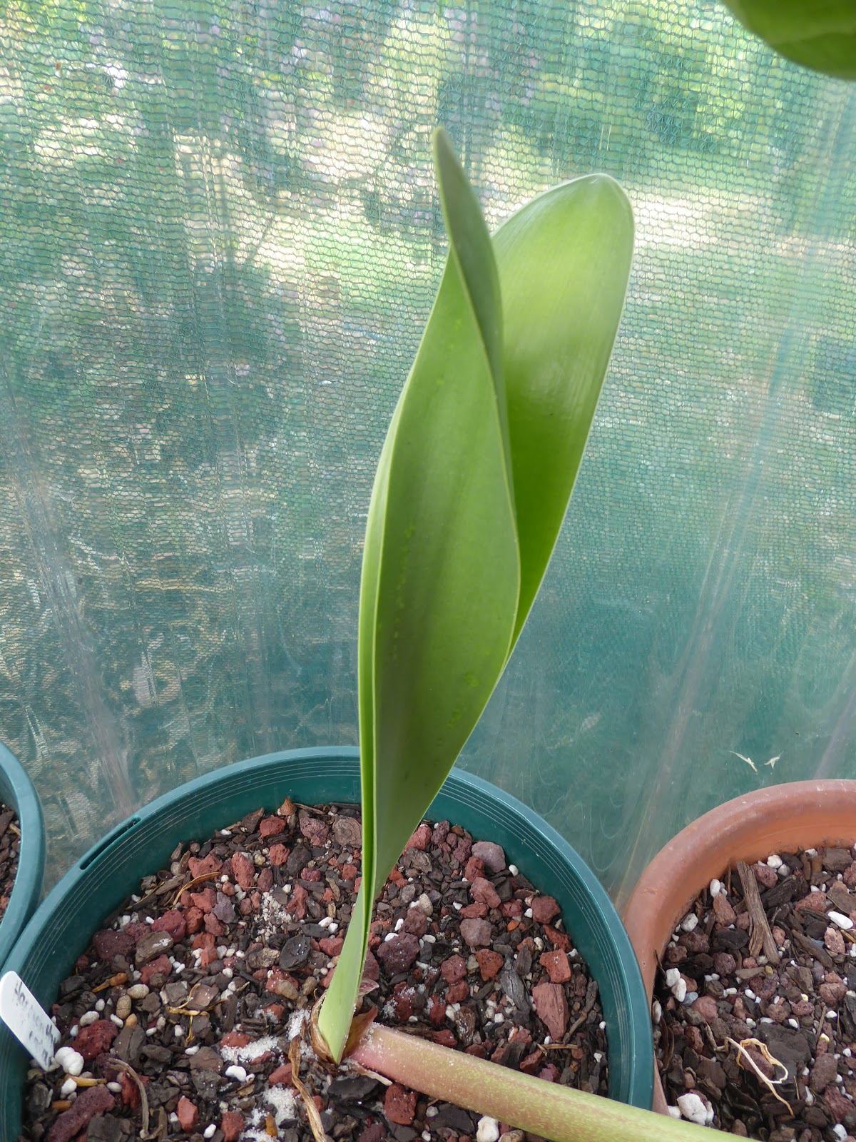 The Victorian Bulb Society: Haemanthus Humilis, Lanceifolius, Montanus ...