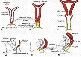 .: Informasi Kesihatan dan Kecantikan Wanita :.: Bagaimana Mengetahui ...