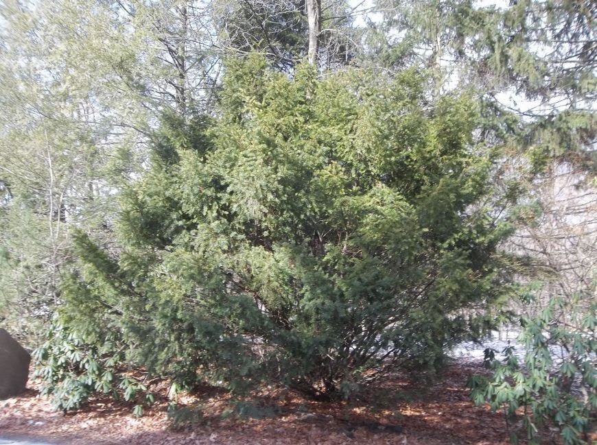 Future Plants by Randy Stewart: Yews - The Taxus Family