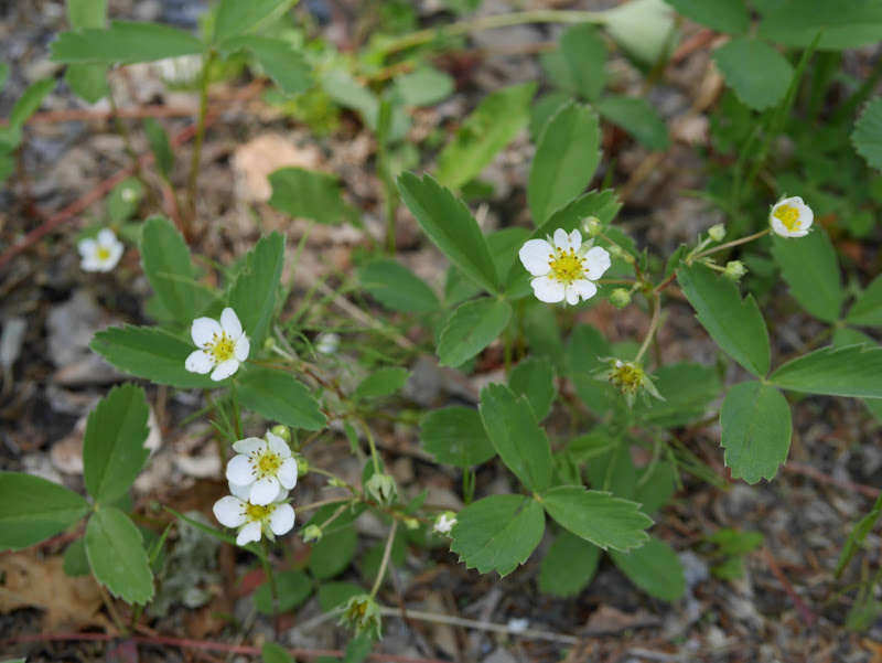 Wildflowers in Northern British Columbia - Backwoods Mama