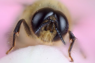 CORONA APICULTORES: EL OJO