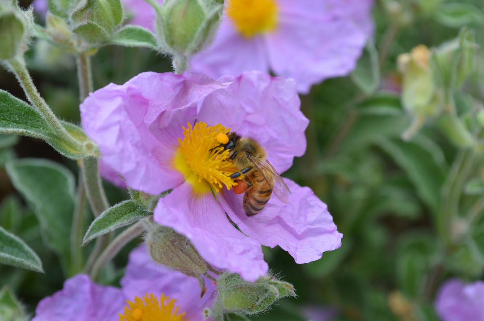 Queen Anne Bees: Bee Plants