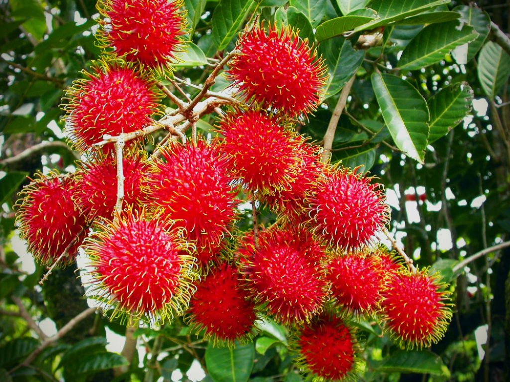 M - TECH GARDENS: HOW TO GROW RAMBUTAN FROM SEEDS