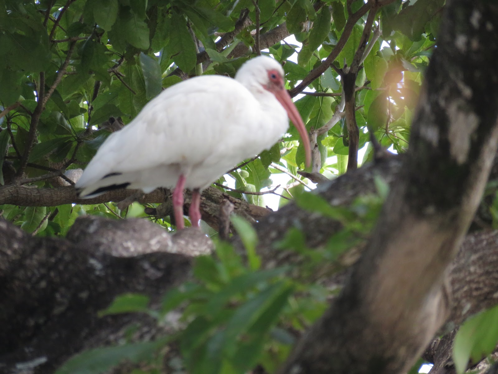 Bird & Travel Photos, Birding Sites, Bird Information: WHITE IBIS ...