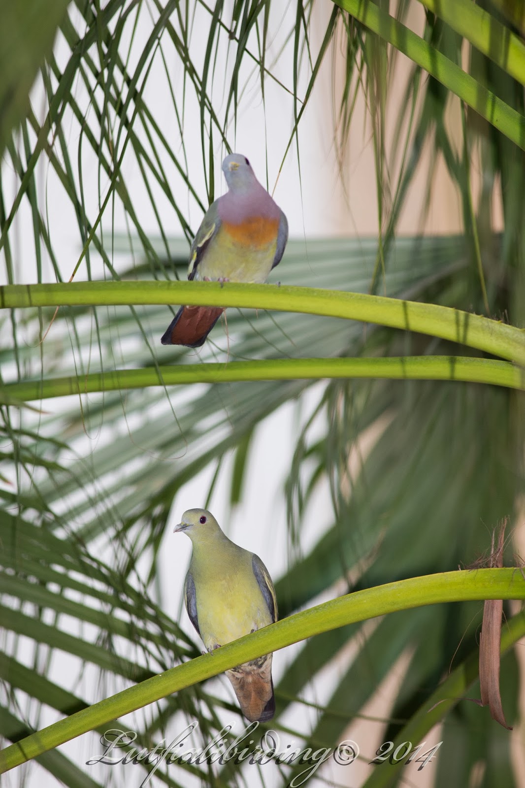 LUTFIALI BIRD PHOTOGRAPHY: PINK-NECKED GREEN PIGEONS ( Treron vernans ...