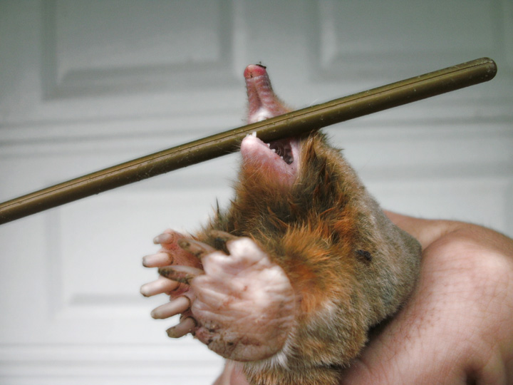 Matthew Fels: Mole: Close Up Of Teeth