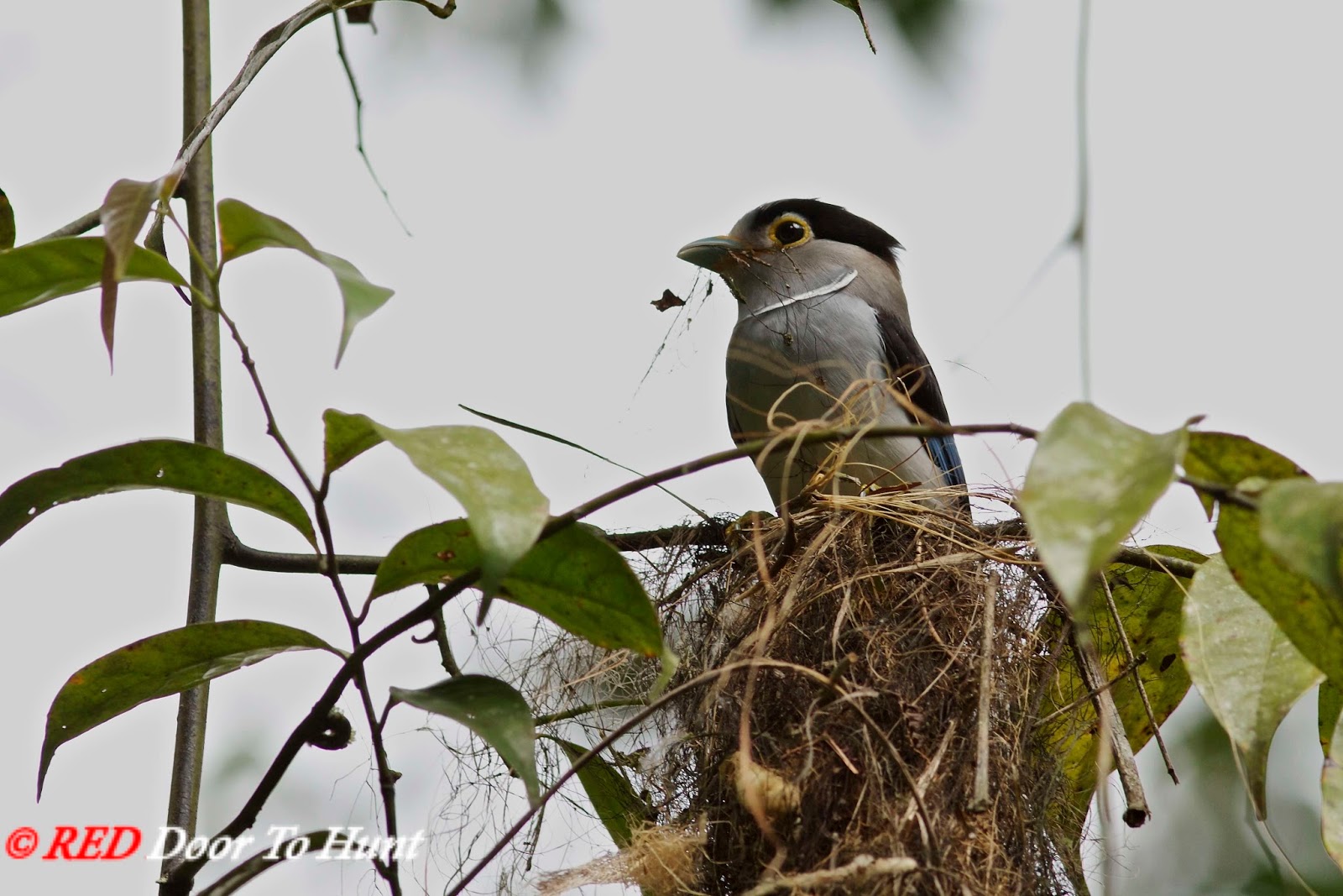 RED Door To Hunt: Rekod Bersarang Burung Takau Dada perak~Serilophus ...