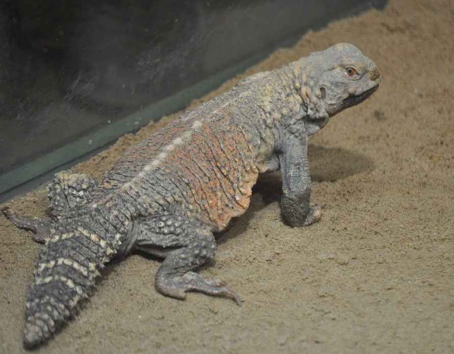 ZOOTOGRAFIANDO (6.100 ANIMALS): LAGARTO DE COLA ESPINOSA IRAQUÍ / IRAQI ...