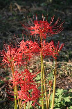 Life In Japan with Jason: 彼岸 Higan and 彼岸花 Higanbana Flowers(Red Spider ...