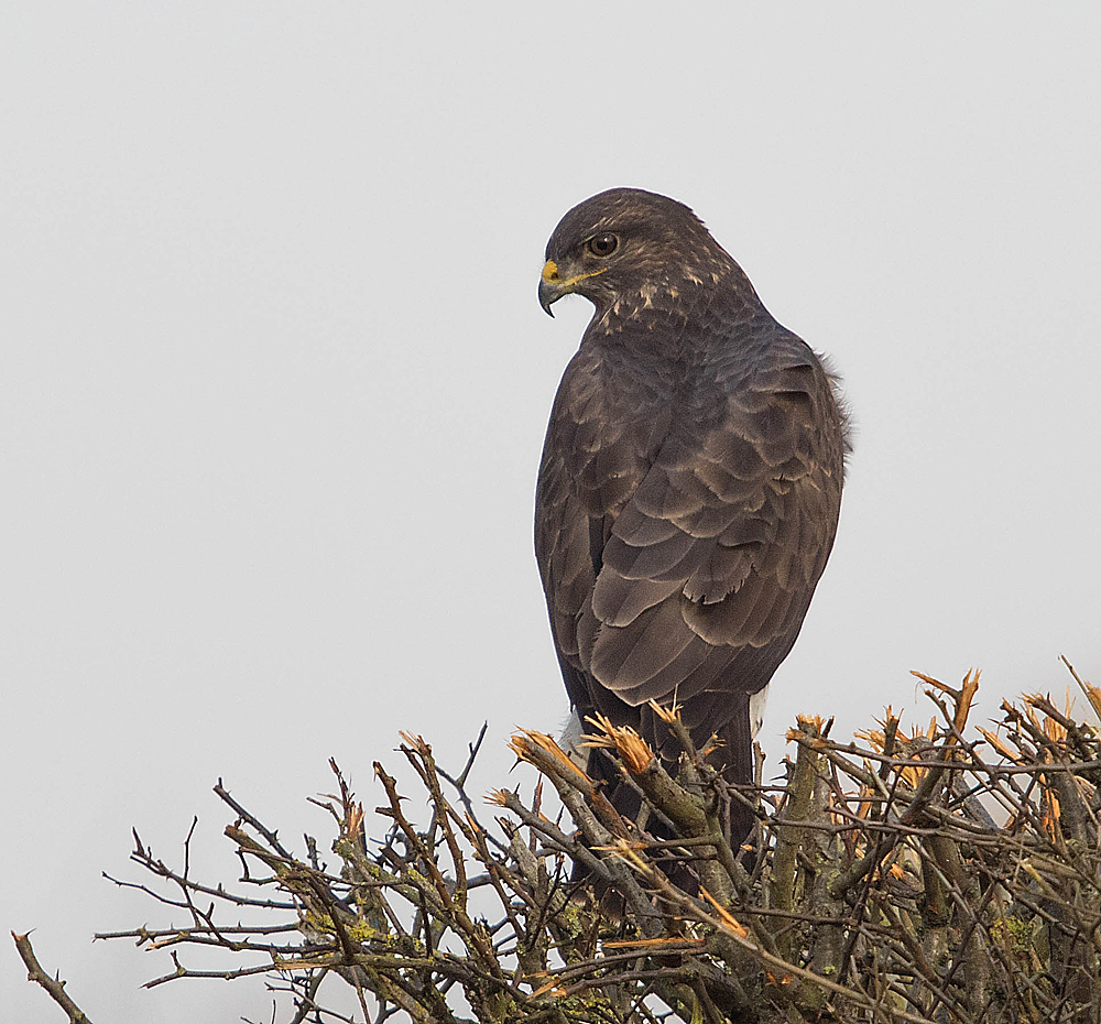 CAMBRIDGESHIRE BIRD CLUB GALLERY: Common Buzzard