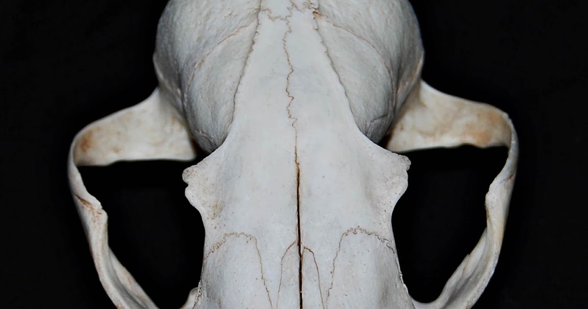 Las excursiones de Murillo "murillonature": Cráneo de zorro común o ...