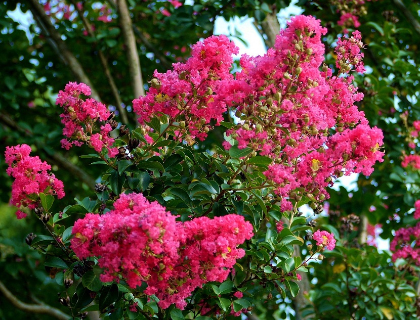 Stardust Talk : Japanese Crape Myrtle