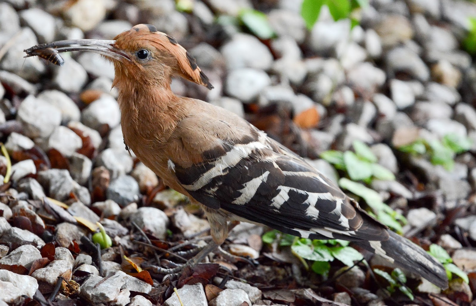 Bangkok City Birding: Hoopoes